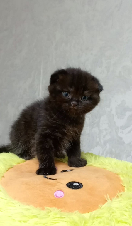 Продаётся кот фолд