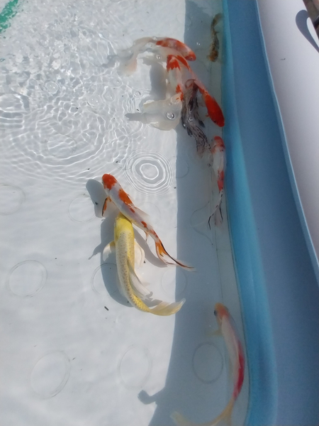 Карп кой / Karp koi
