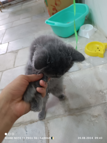 Австралийская дымчатая кошка 2 ойлек