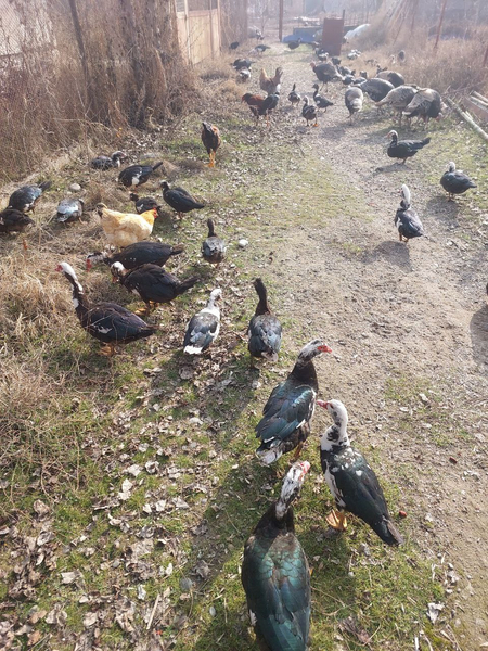 Продам индоуток оптом