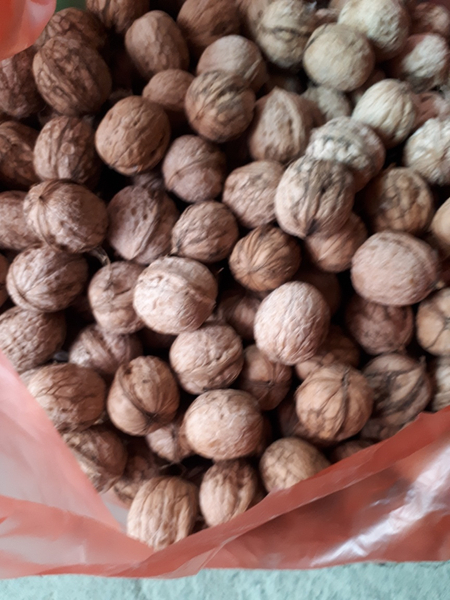 Продам грецкие орехи
