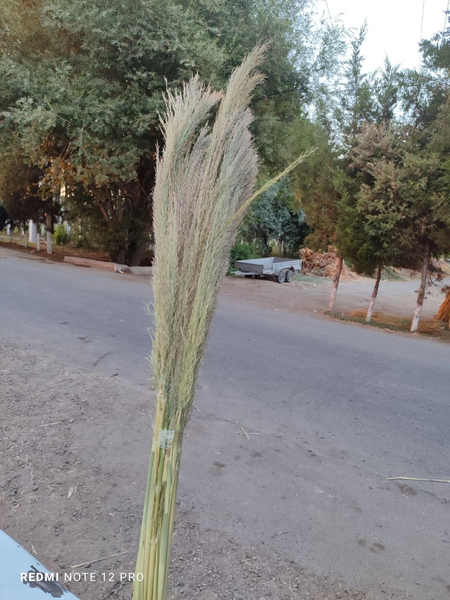 Banbuk sotiladi kop