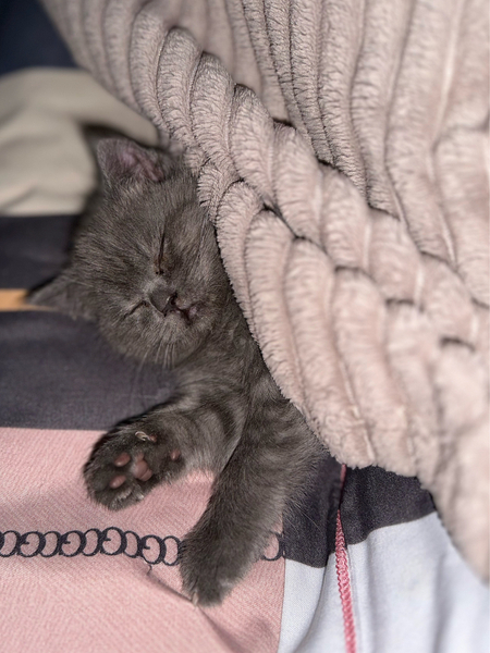 Котёнок мальчик девочка