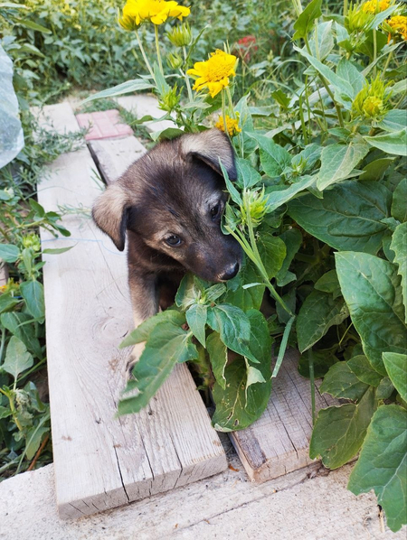 Щенок в добрые руки