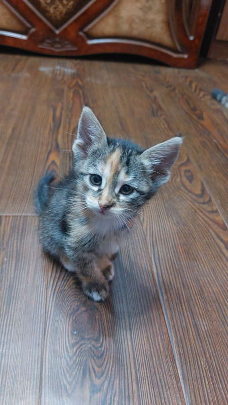 Paxmoq Mushukchalar Turkish angora bolalari