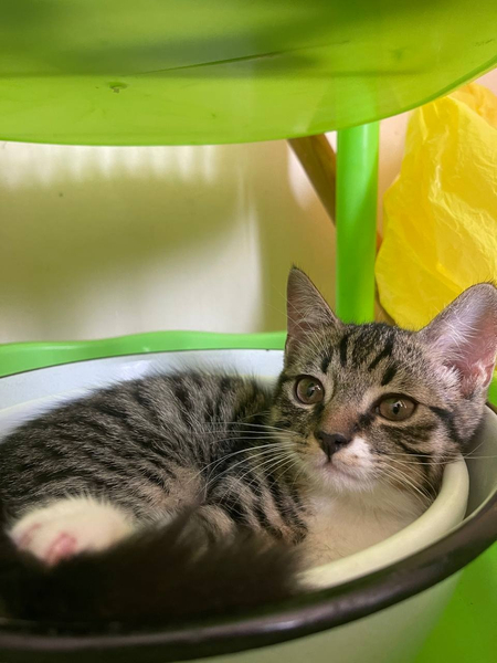 Котята скоттш страйт