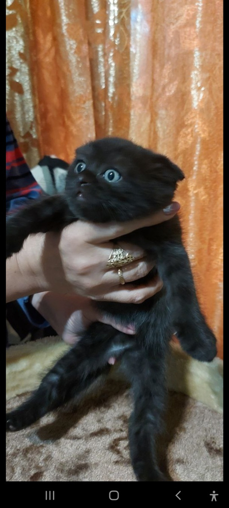 Продаются Сккотиш фолды.Мальчик и девочка