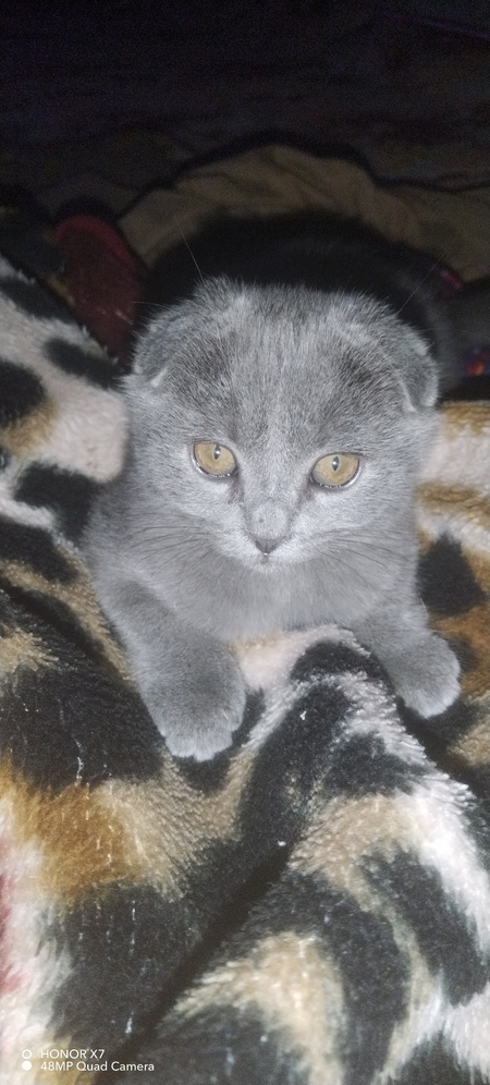 Котёнок Вислоухая кизча