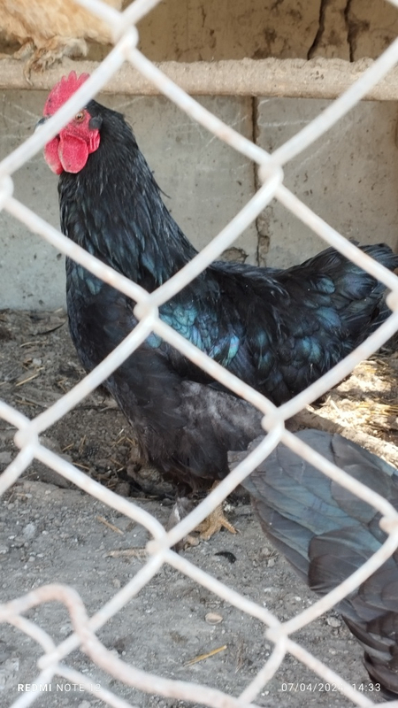 Qora shahzoda tuxumlari sotiladi