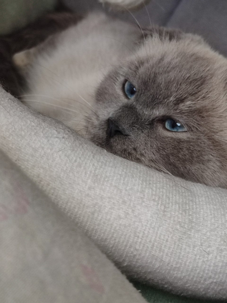 Скоттиш фолд 1 йош киз