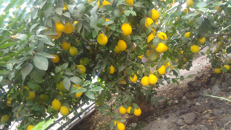 Toshkent viloyati  Qibray tumani    MESNI LIMON