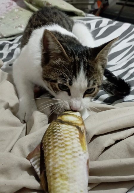 Отдам кота только в хорошие руки