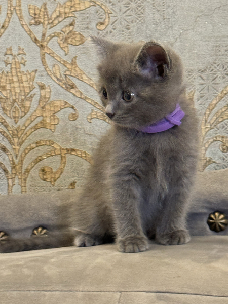 Котенок Скоттиш страйт