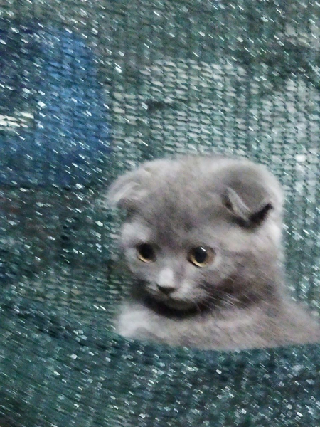 Котята шкоттиш фолды игривые пушистые камочки ждут вас кушают сами