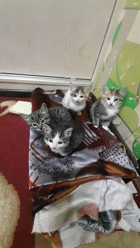 Любопытные и ласковые котята