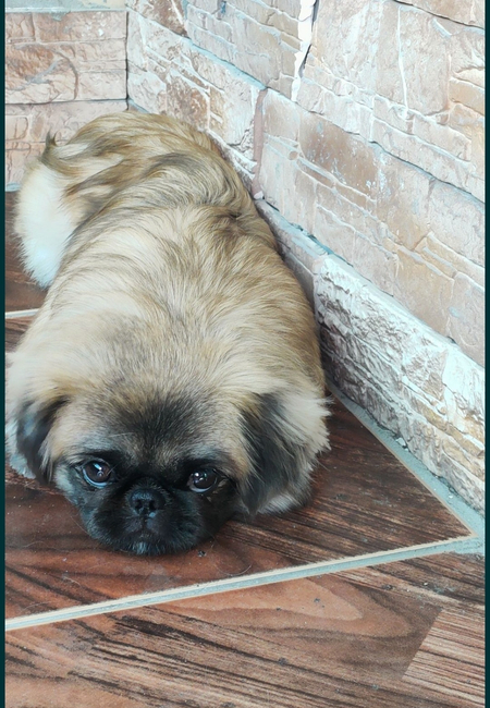 Pekines zoti toza