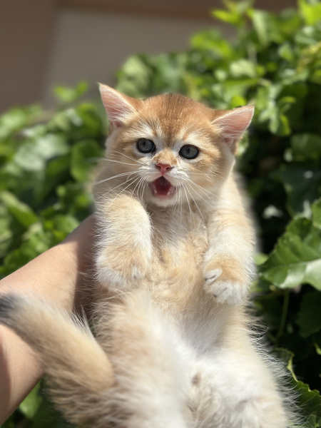 На продаже британцы!