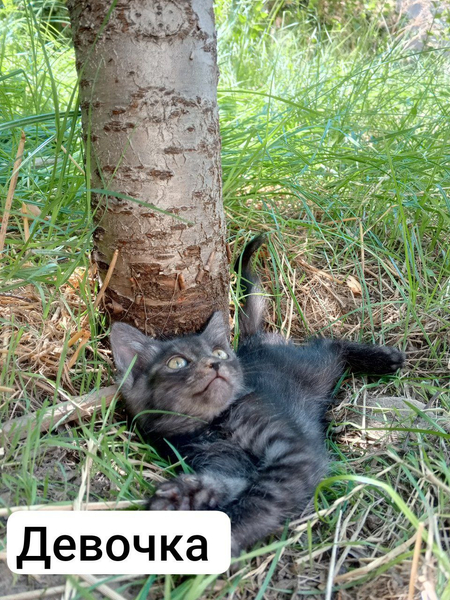 Отдам даром котят