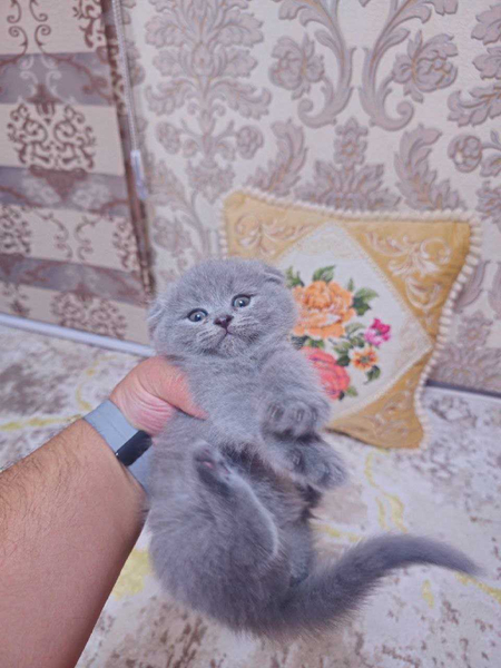 Продаётся Британский коротко шерсть и вислоуха