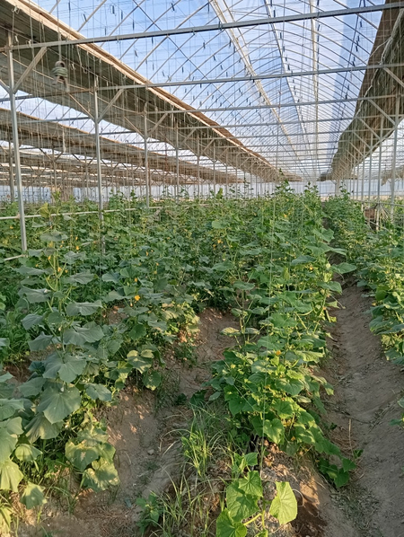 Продаётся готовая теплица