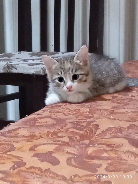 Отдам котят в добрые руки