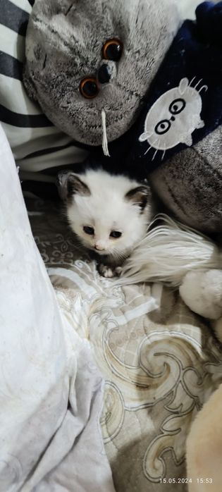 Котята от породистой кошки