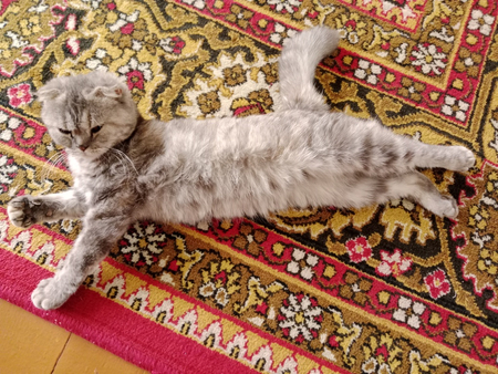 Срочно продается кошка вислоухая