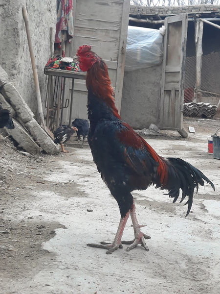 Kulangi xo'roz. Zotiga jovob