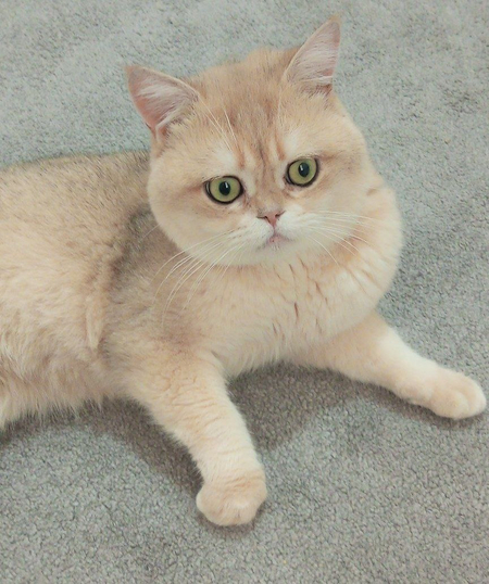Вязка золотой британский кот шиншилла