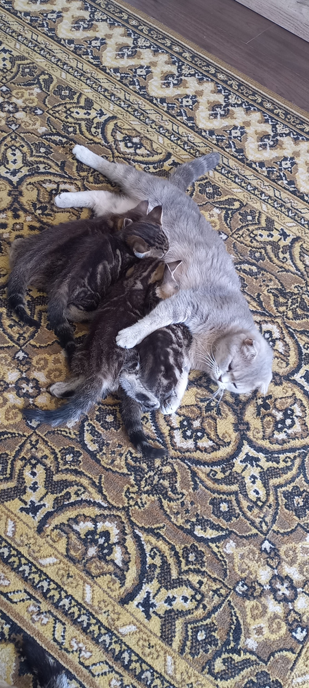 Продаются котята