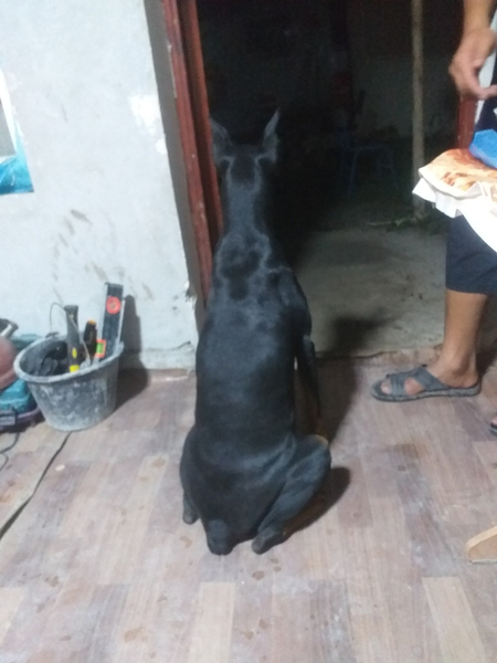 doberman zoti toza