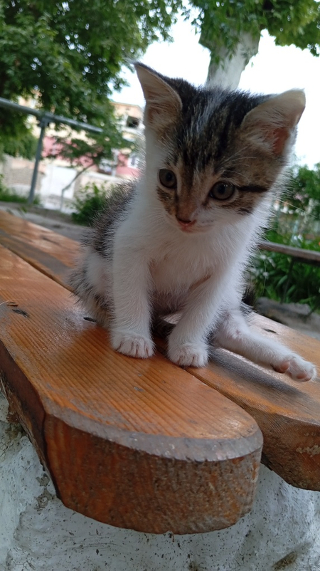 Qizbola mushukkkkk