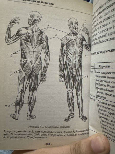 Энциклопедия чудеса света