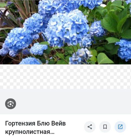 Kartenziya xarxil rangda