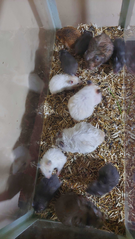 продам хомяки сирийские и другие