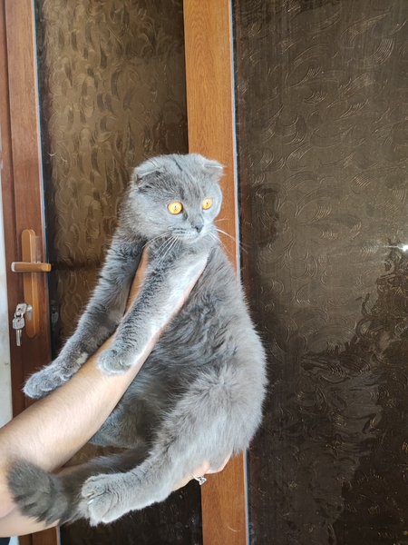 Продаётся шотландский вислоухий кот