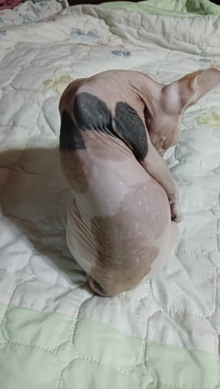 Продаётся девочка Сфинкс