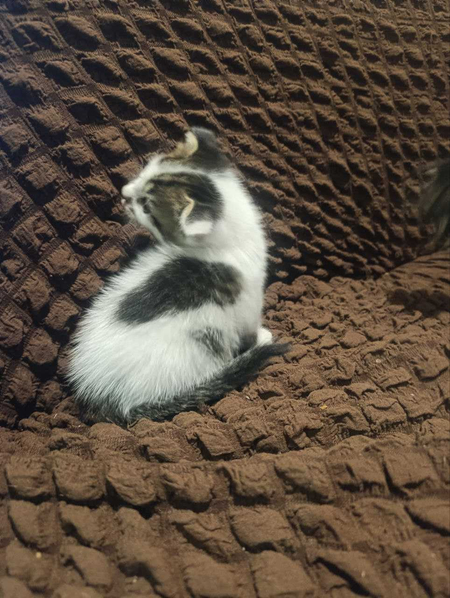 Продаются котята скоттиш фолд СРОЧНО
