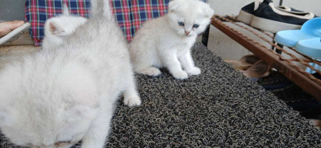 Mushuk shishila 1.5 oylik