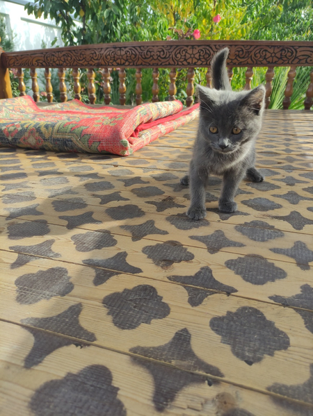 Кошка Скоттиш страйт