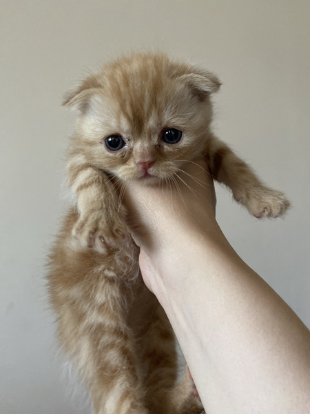 Скоттиш фолд
