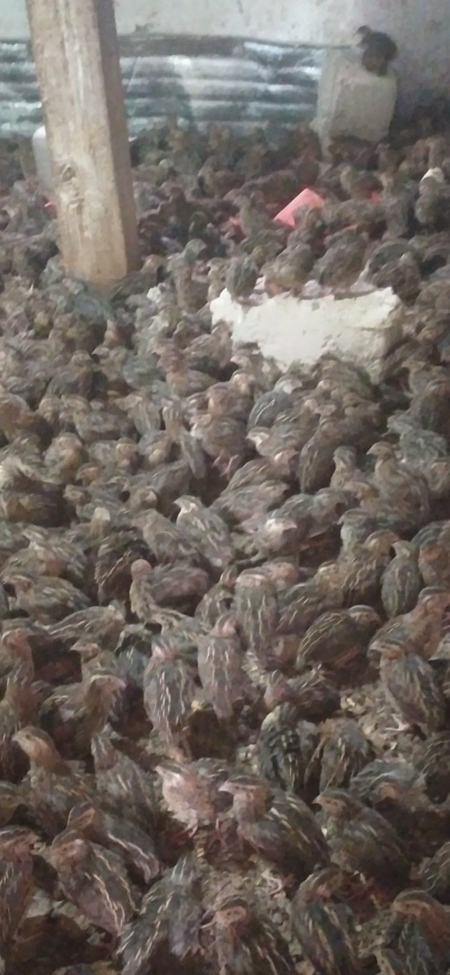 Samarqand viloyati bedanachilik