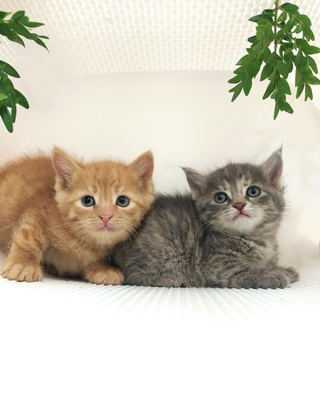 Скоттиш страйт метисы