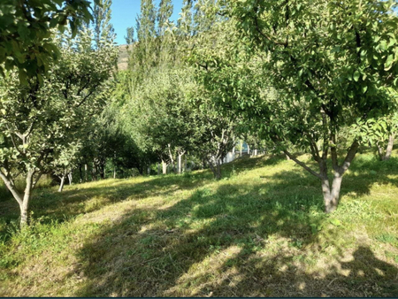 Cimyonda 24 sotikli hovli sotiladi