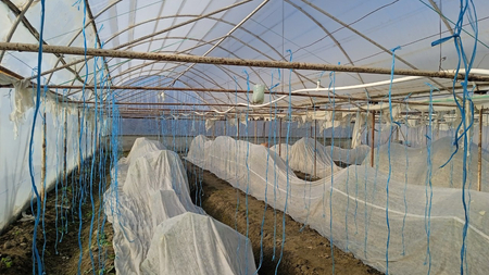 Issiqxona (teplitsa) sotiladi