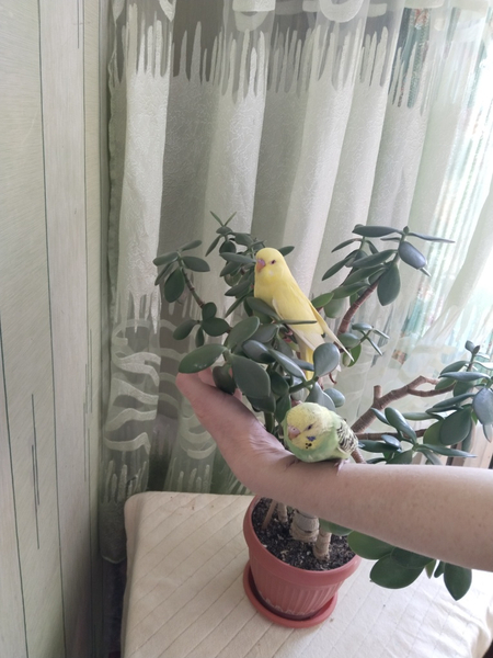 Попугаи Чехи домашние ручные