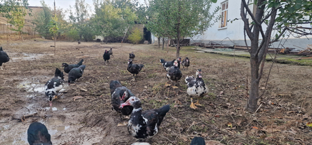 Индиутка 10 та бор