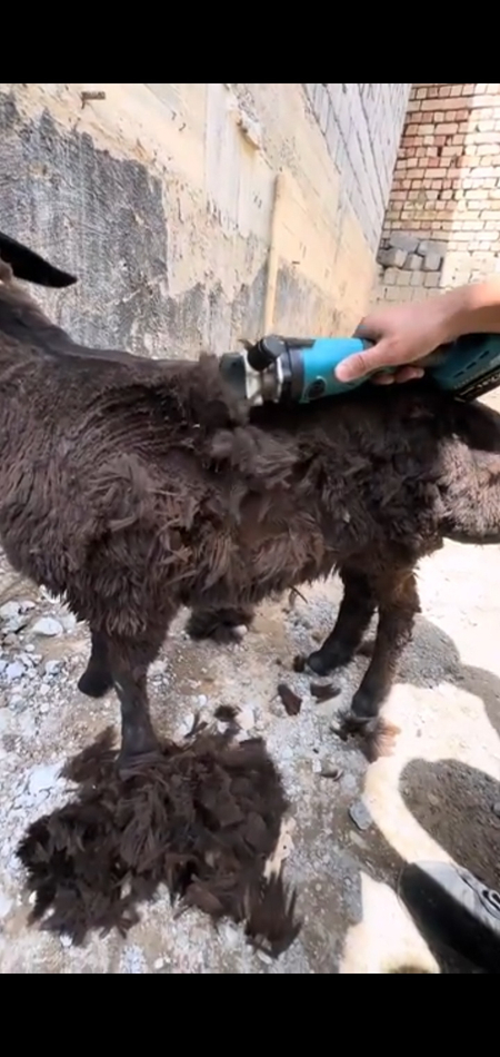 Куй юнгини мошинкада оламиз