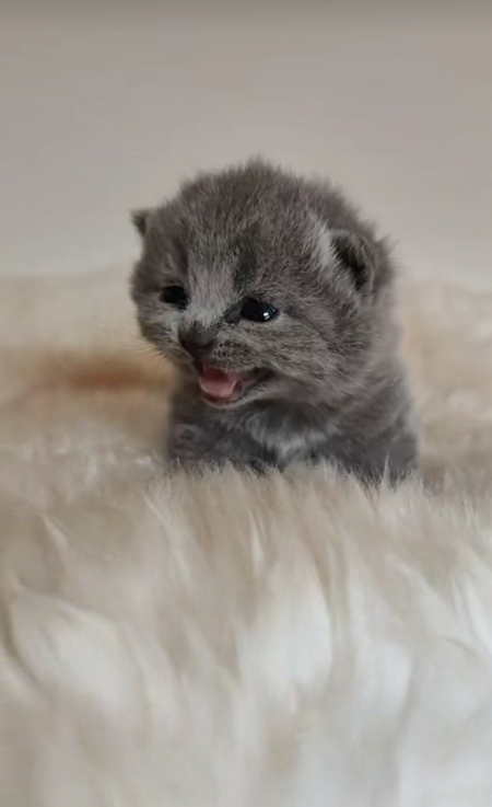 Шотландские котята продажа