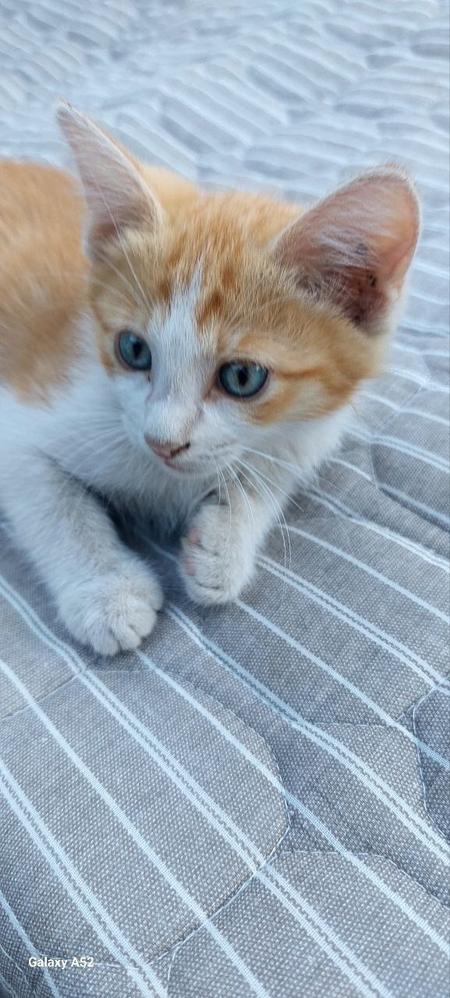 Домашний кошки 3 молчика